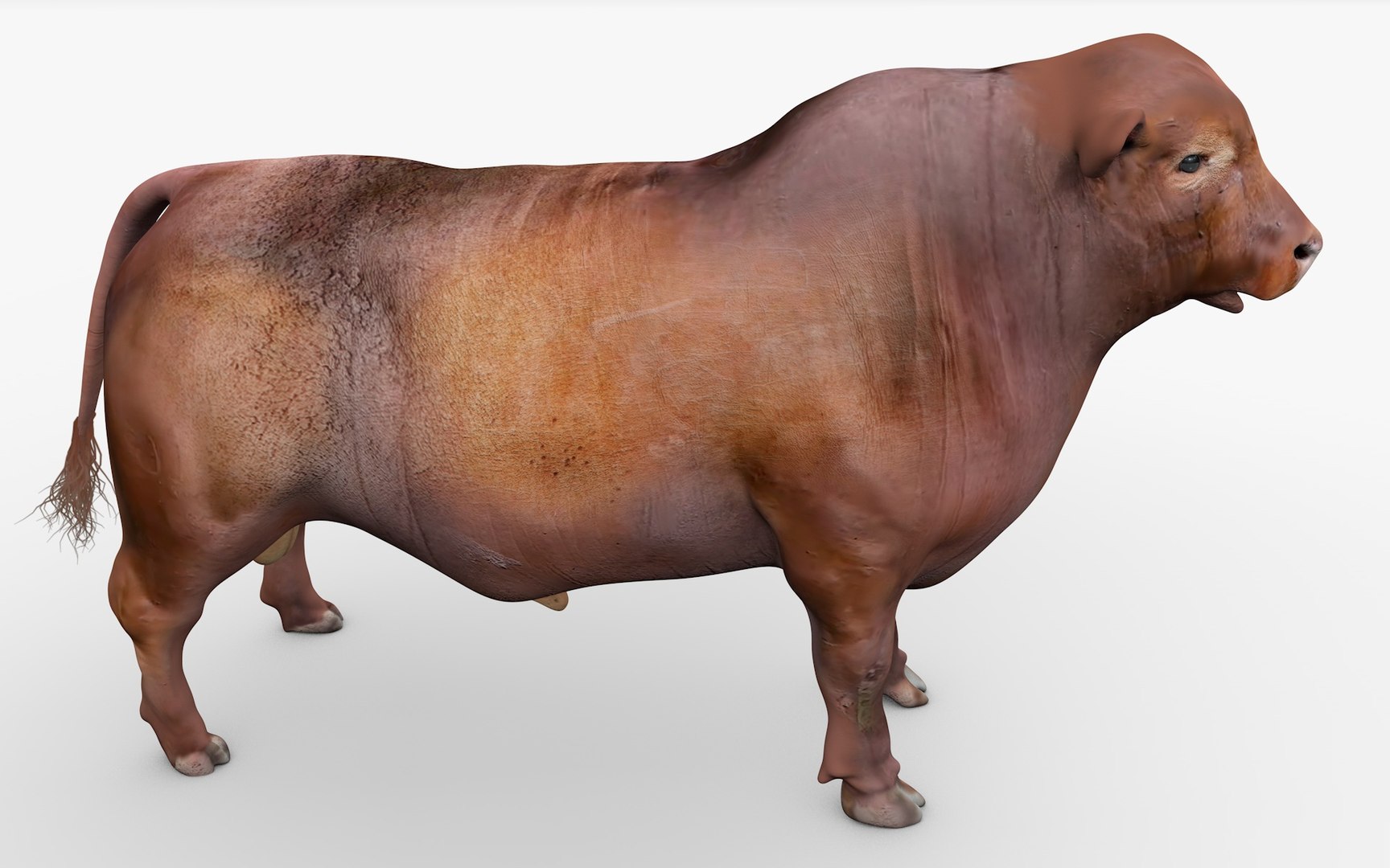 3D model RED ANGUS Rigged L2057 - TurboSquid 2153496