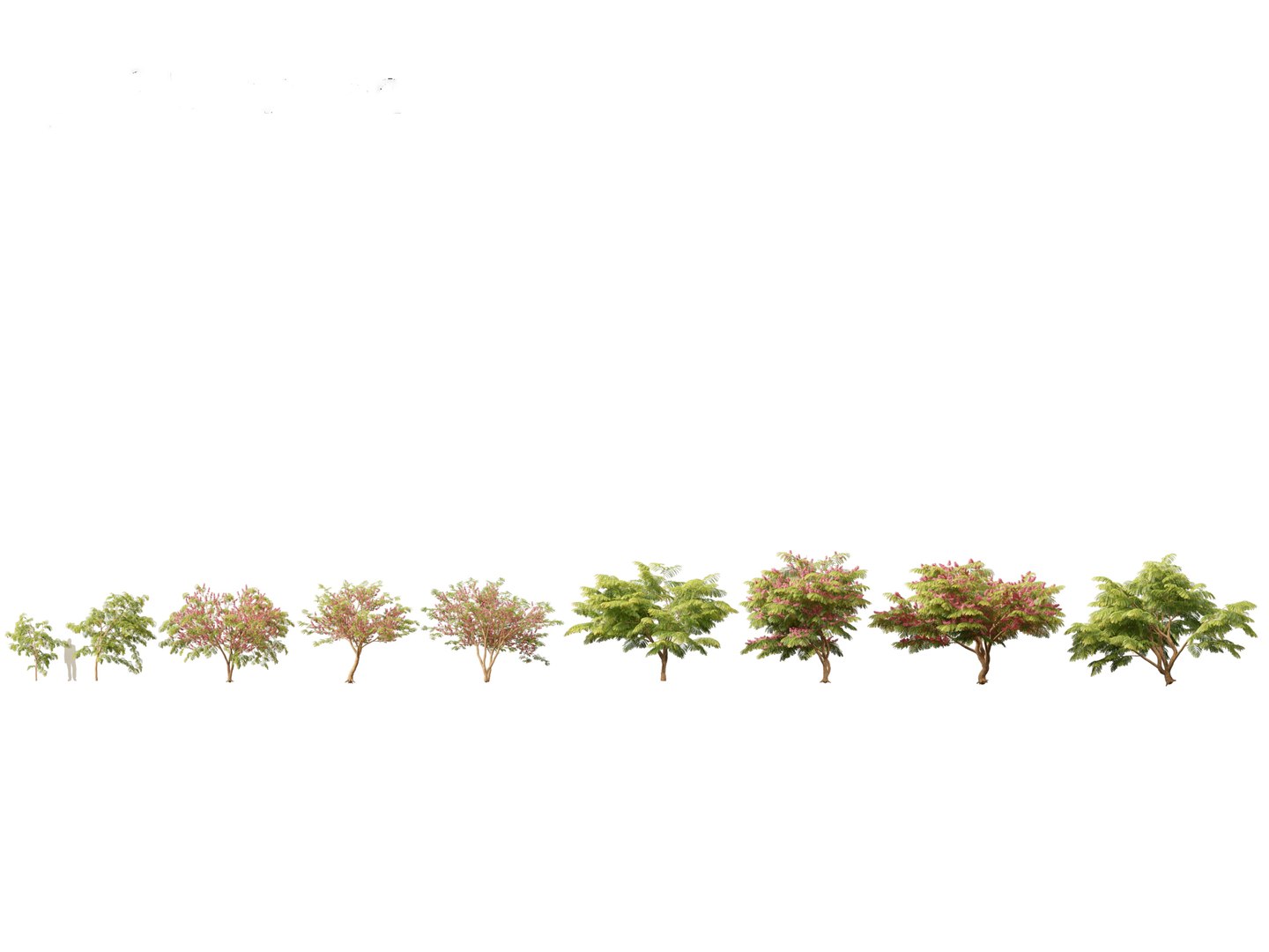 3D Cassia Javanica - Apple Blossom Tree Model - TurboSquid 2146961