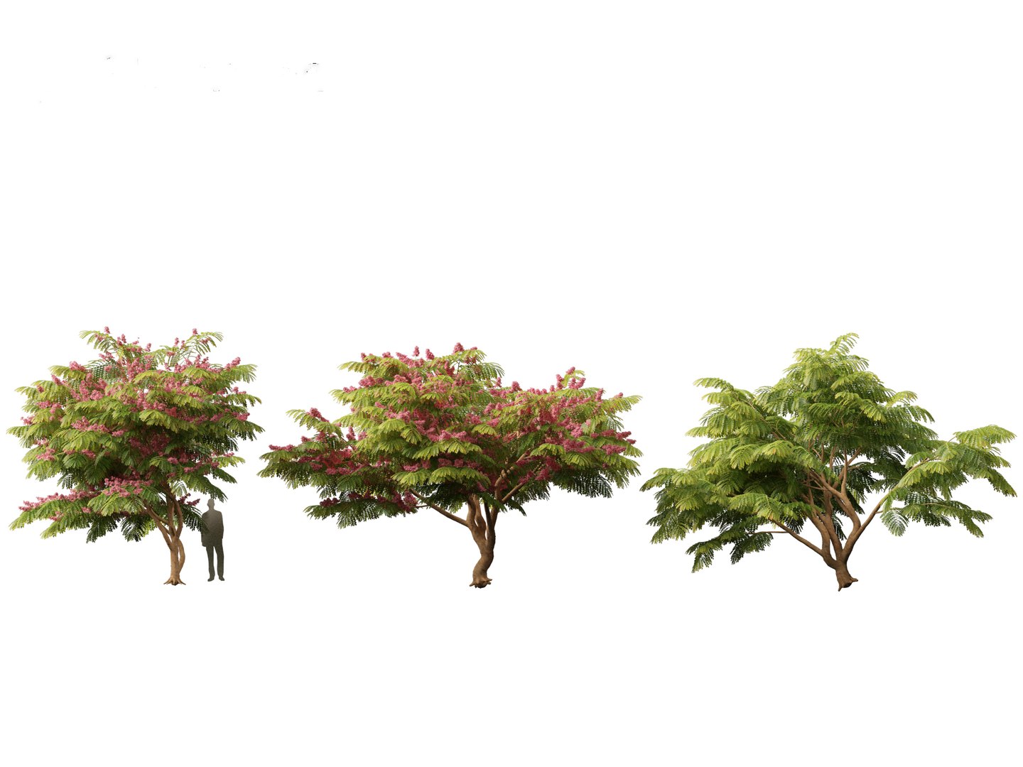 3D Cassia Javanica - Apple Blossom Tree Model - TurboSquid 2146961