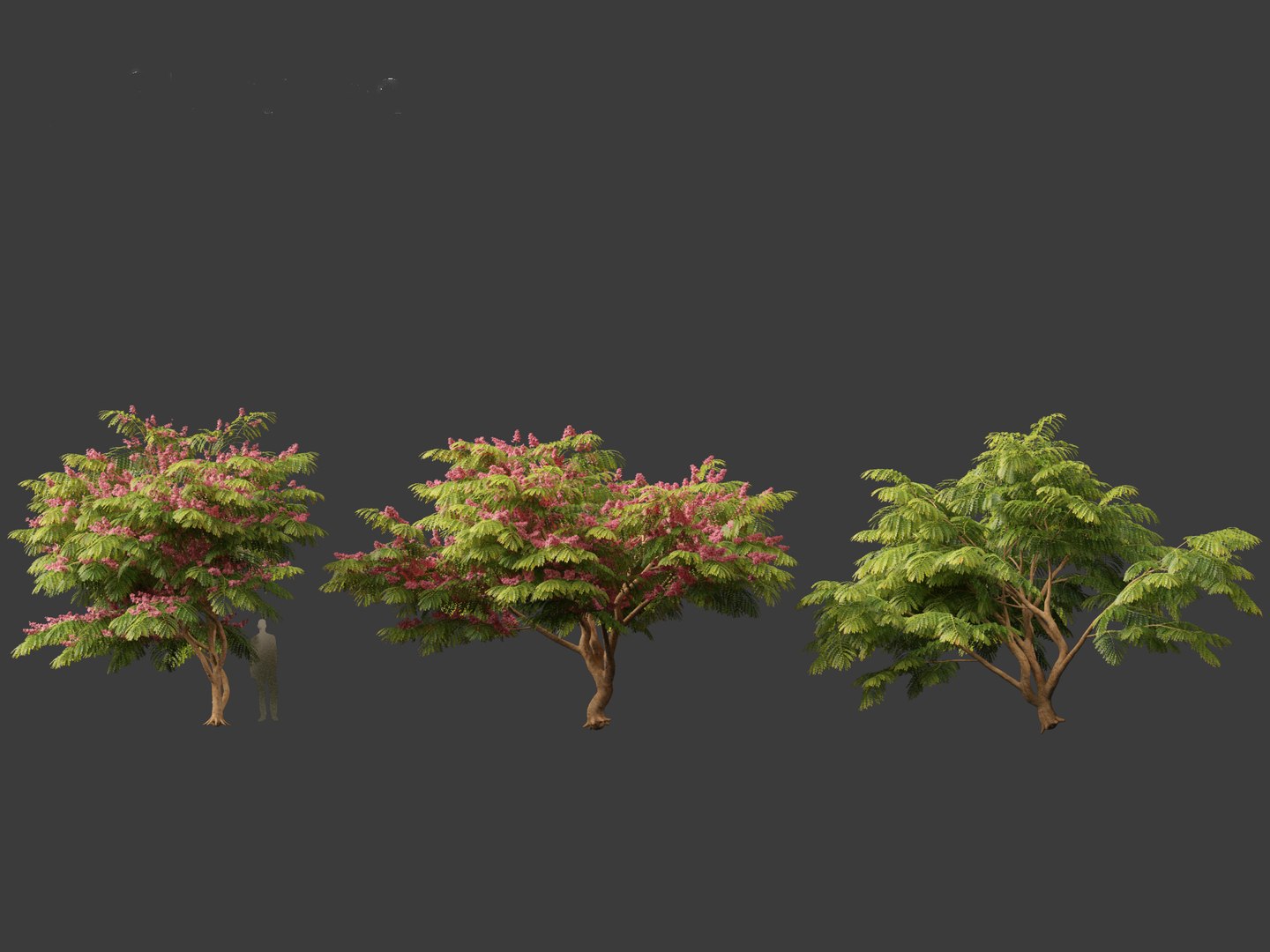 3D Cassia Javanica - Apple Blossom Tree Model - TurboSquid 2146961