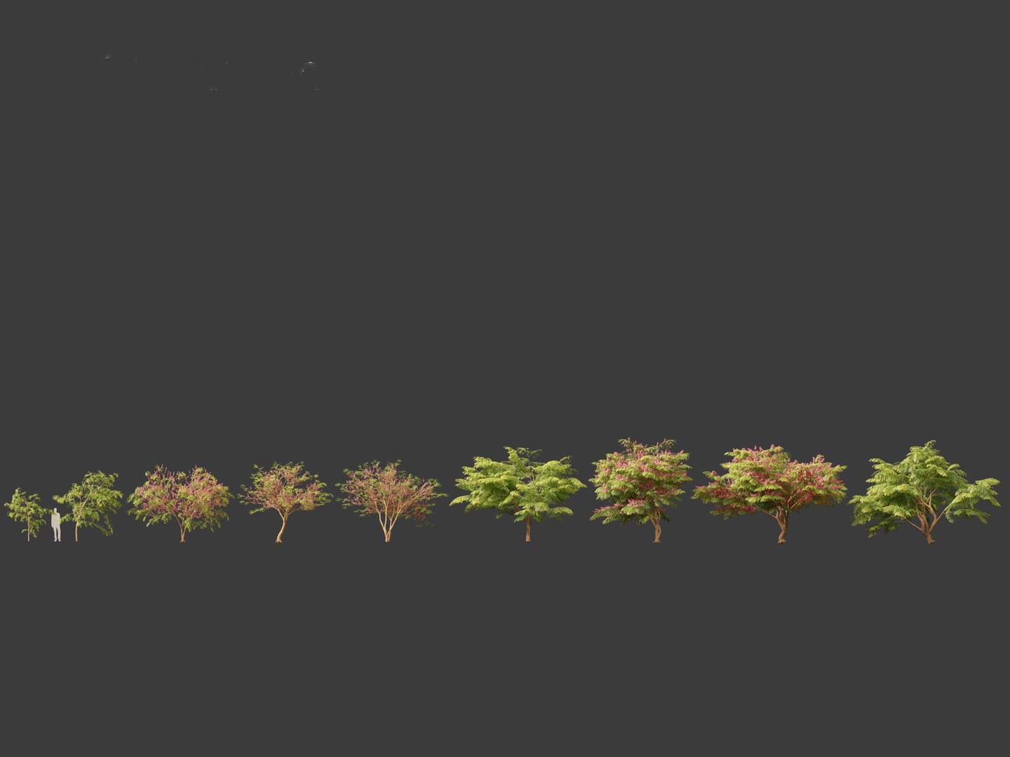 3D Cassia Javanica - Apple Blossom Tree Model - TurboSquid 2146961