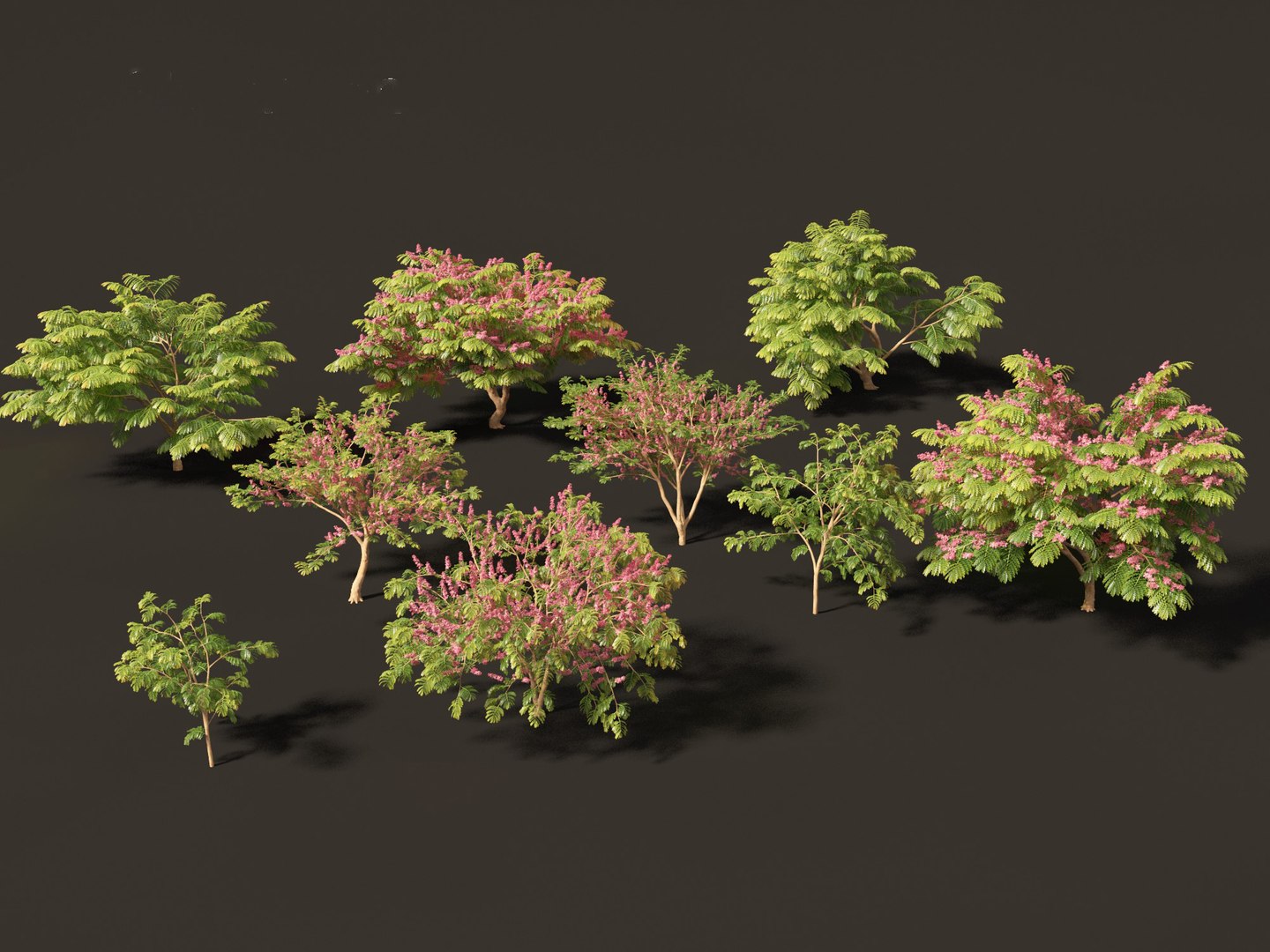 3D Cassia Javanica - Apple Blossom Tree Model - TurboSquid 2146961