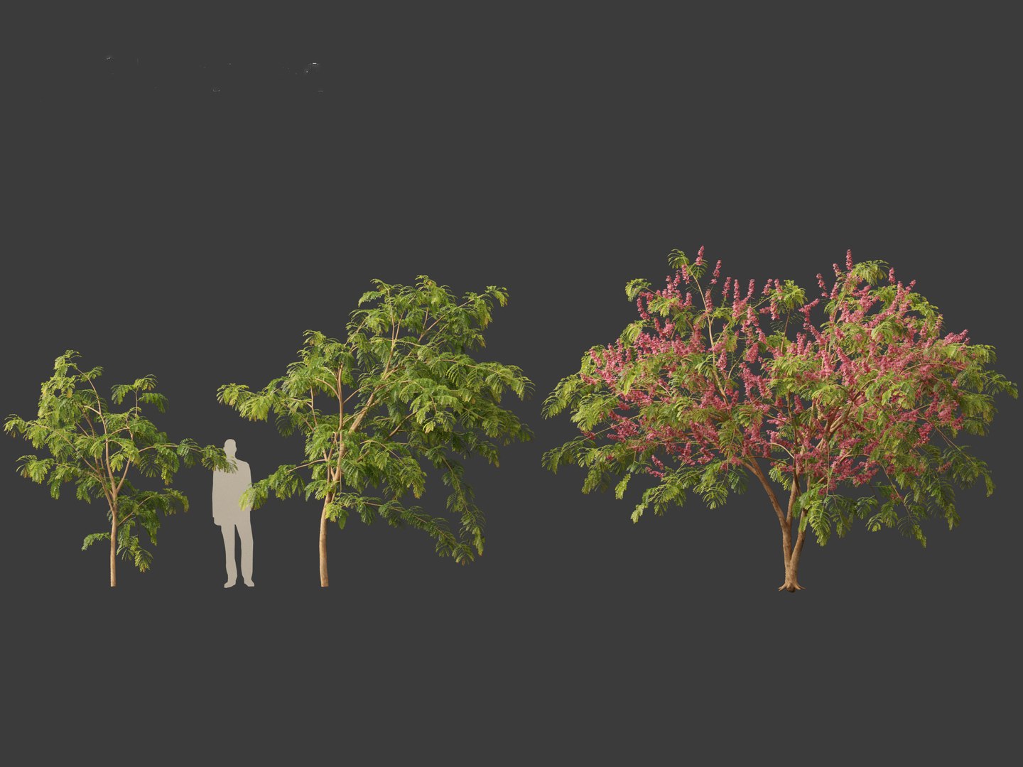 3D Cassia Javanica - Apple Blossom Tree Model - TurboSquid 2146961