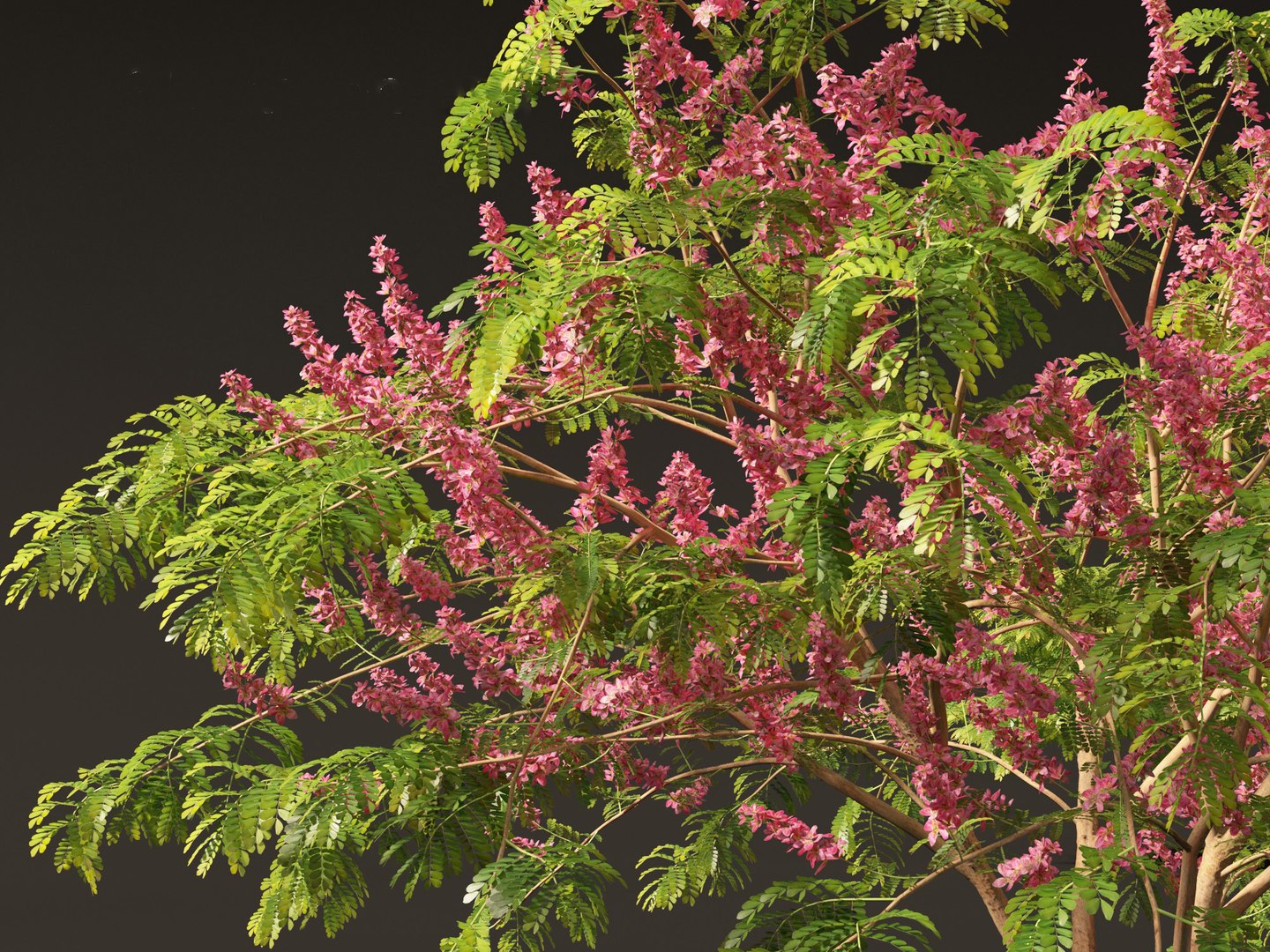 3D Cassia Javanica - Apple Blossom Tree Model - TurboSquid 2146961