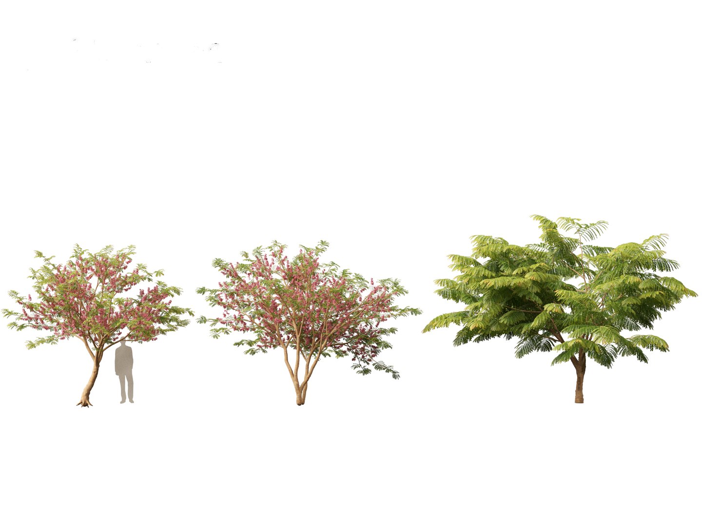 3D Cassia Javanica - Apple Blossom Tree Model - TurboSquid 2146961