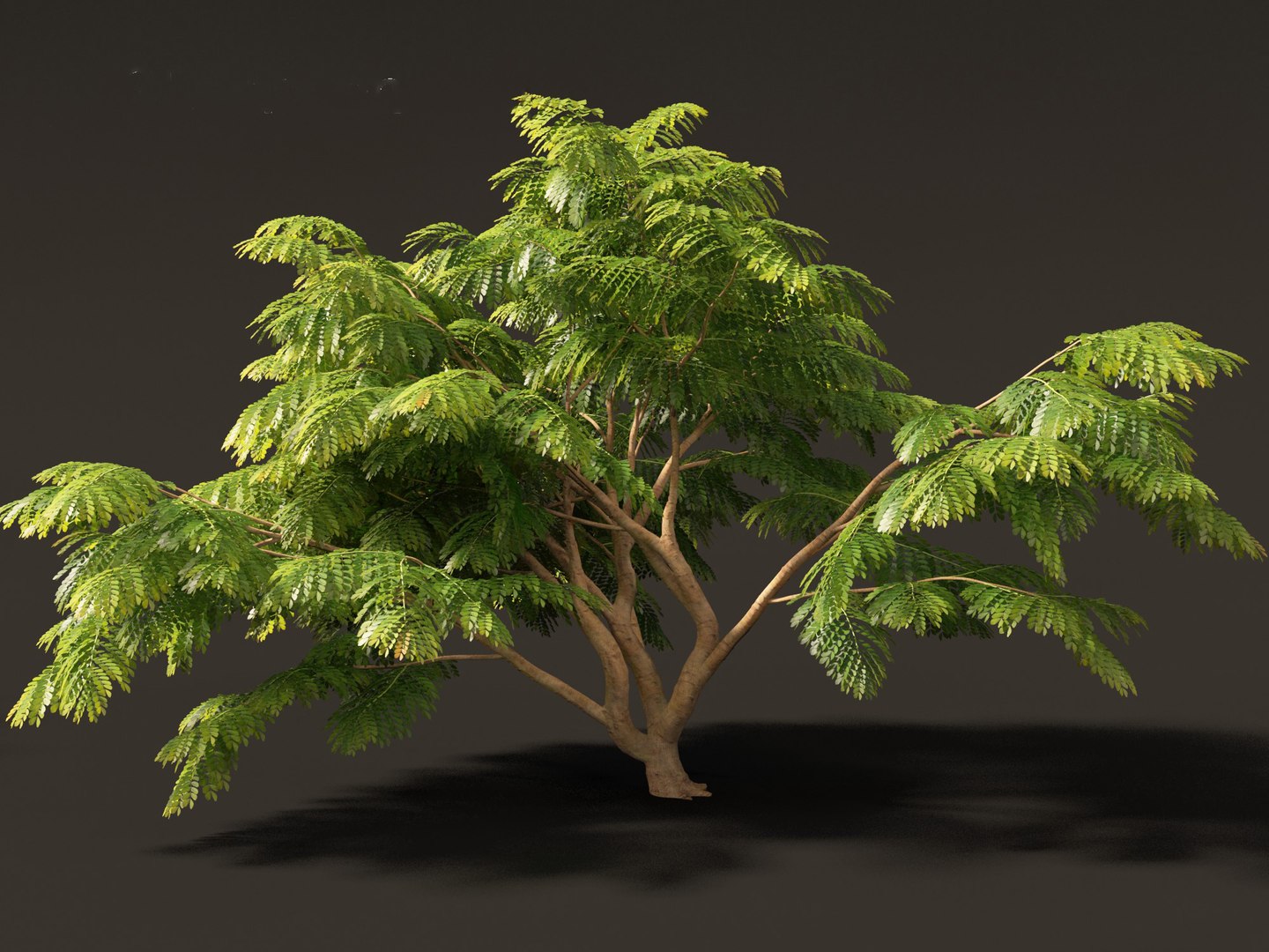 3D Cassia Javanica - Apple Blossom Tree Model - TurboSquid 2146961