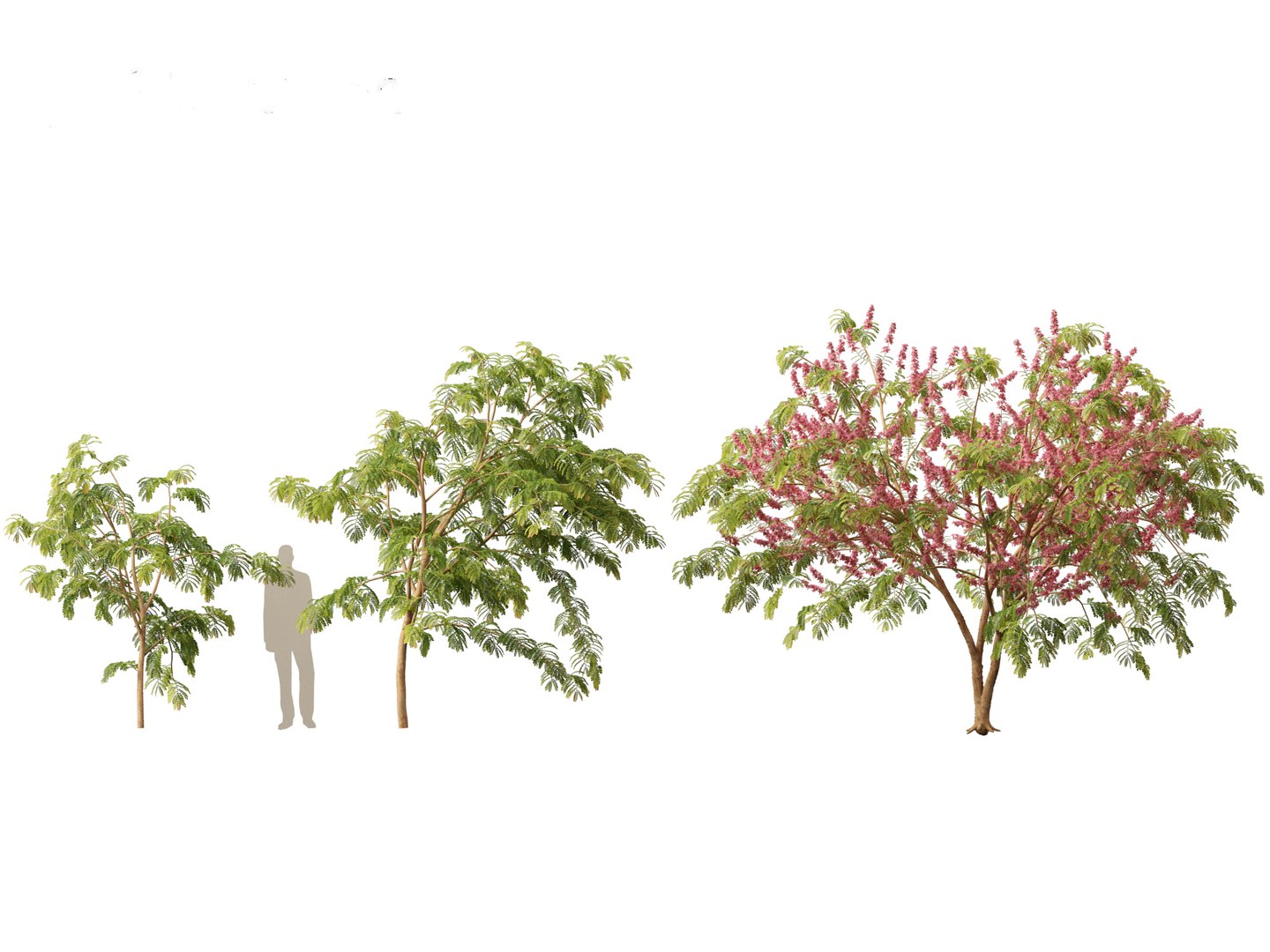 3D Cassia Javanica - Apple Blossom Tree Model - TurboSquid 2146961