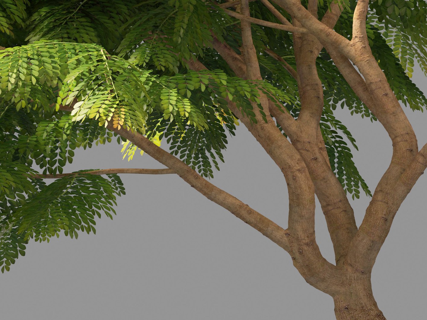 3D Cassia Javanica - Apple Blossom Tree Model - TurboSquid 2146961