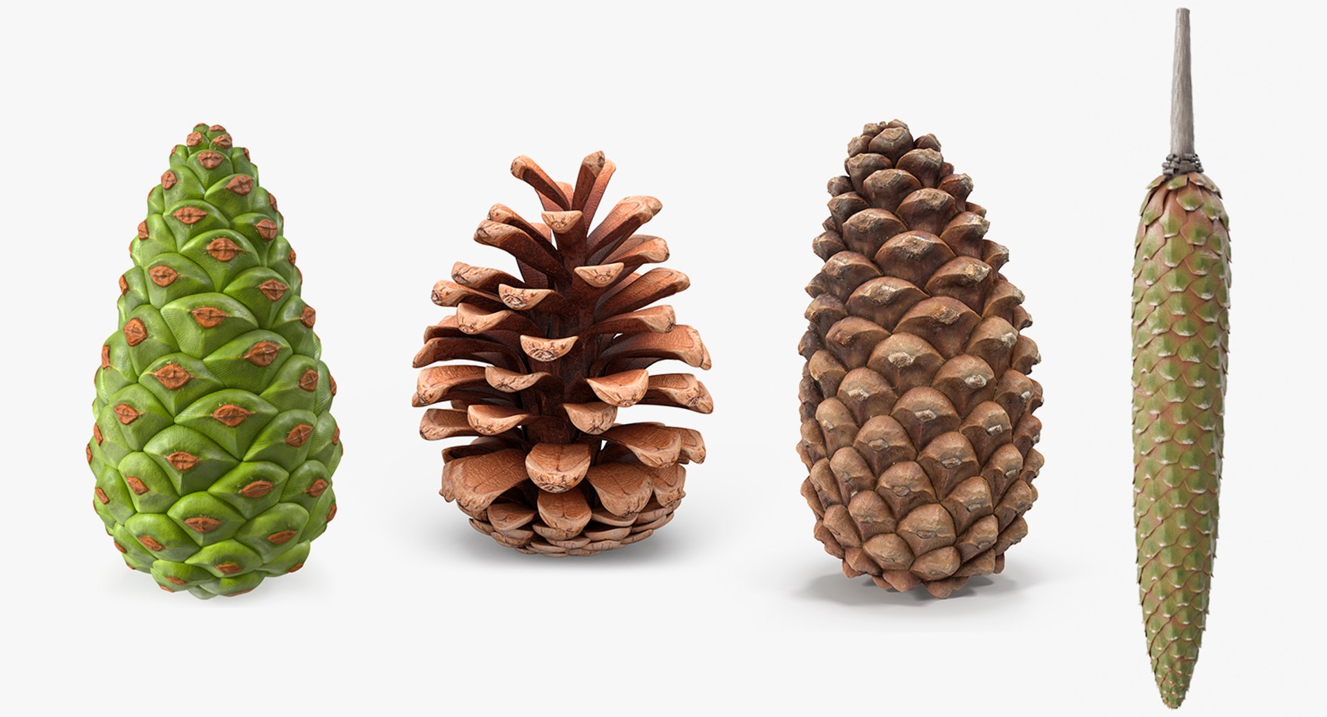 Pine Cones Collection 3 3D - TurboSquid 2517114