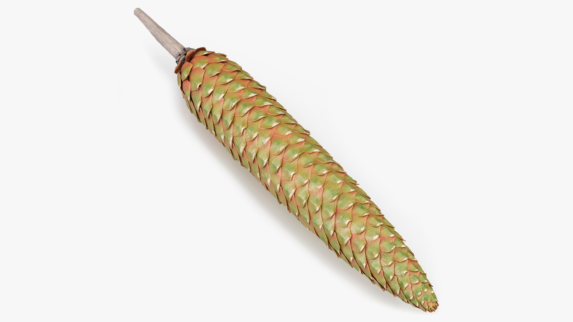 Pine Cones Collection 3 3D - TurboSquid 2517114