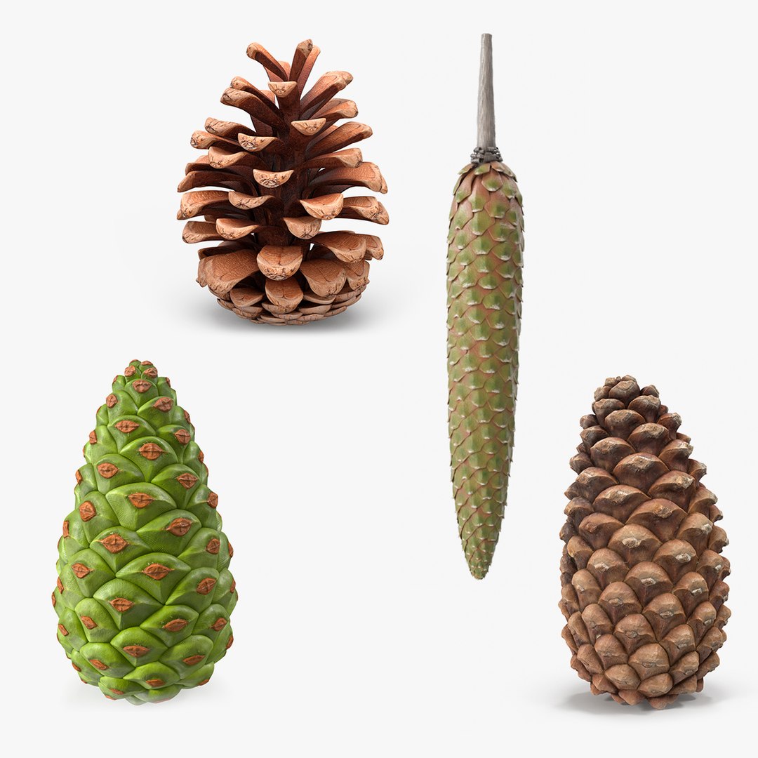 Pine Cones Collection 3 3D - TurboSquid 2517114