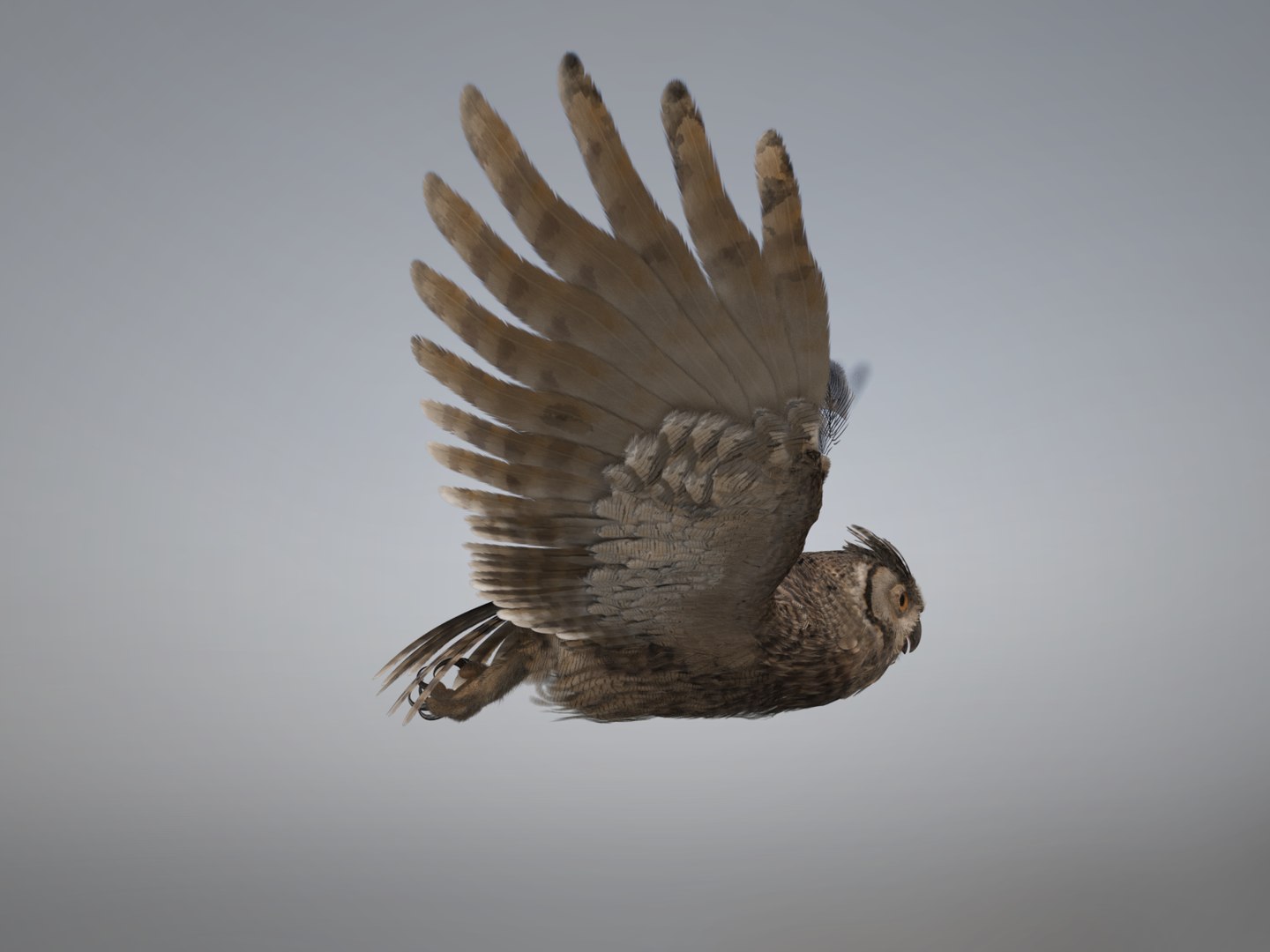 3D Owl Rigged - TurboSquid 1287937
