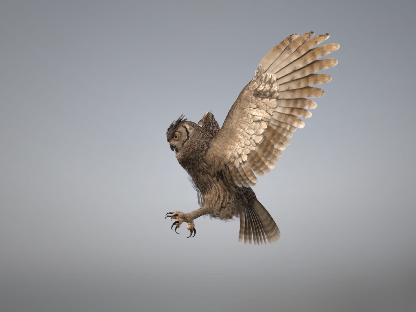 3D Owl Rigged - TurboSquid 1287937
