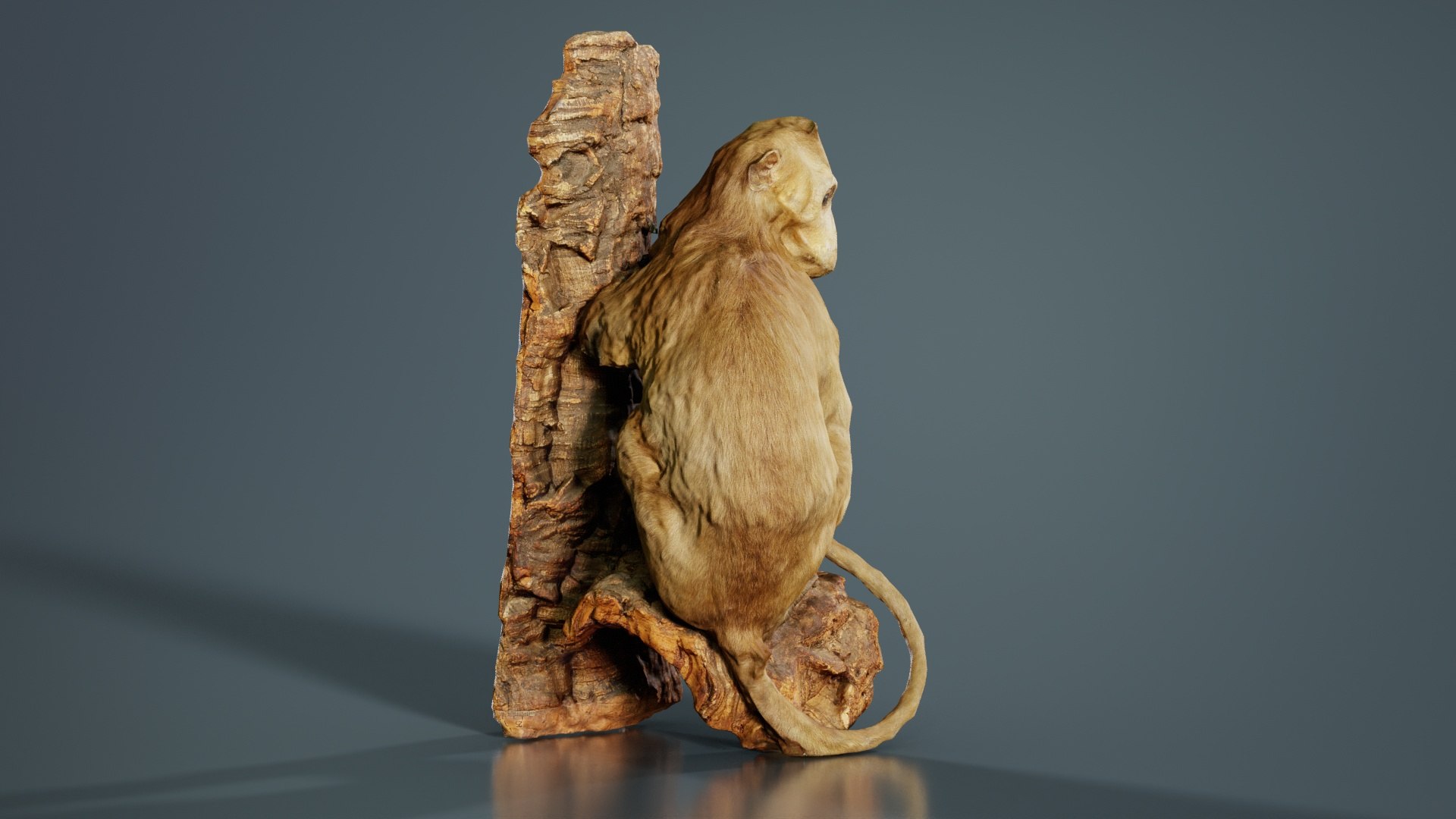 3D Babboon Papio Remastered - TurboSquid 2359793