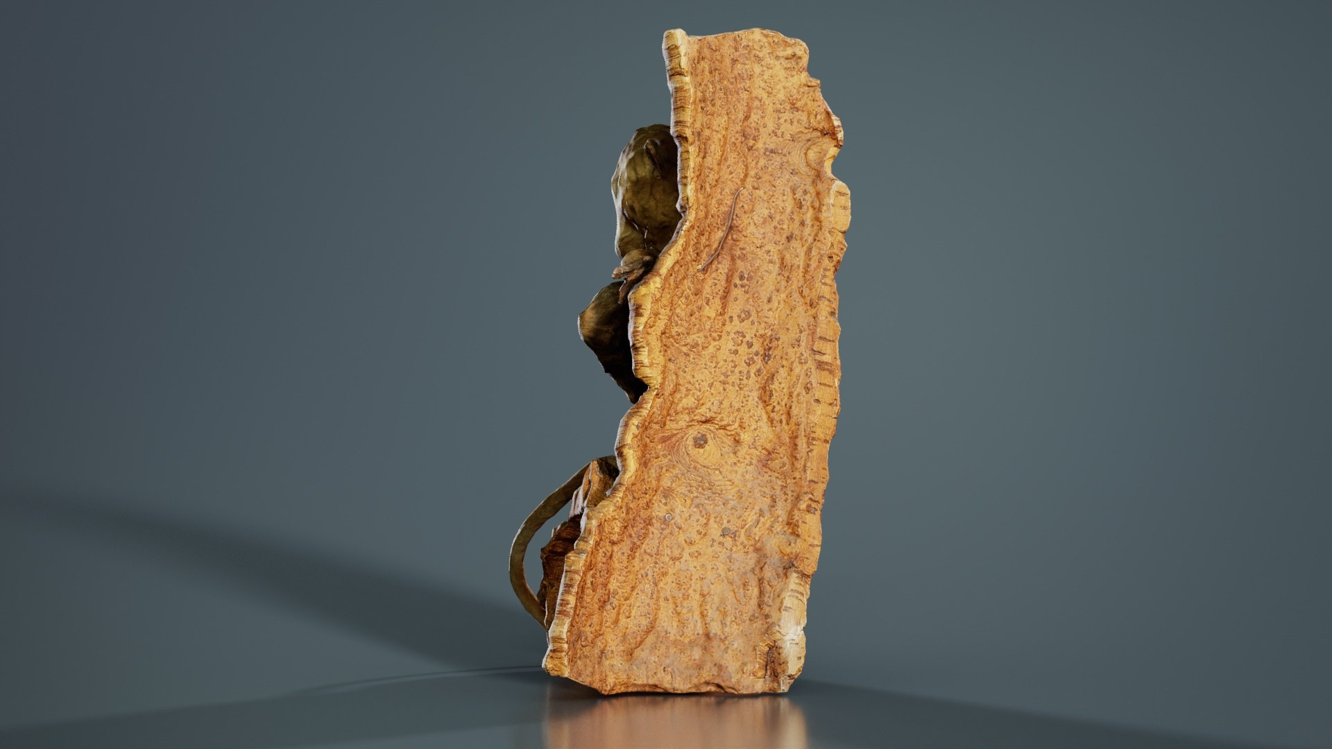 3D Babboon Papio Remastered - TurboSquid 2359793