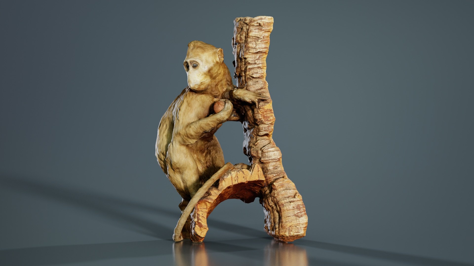 3D Babboon Papio Remastered - TurboSquid 2359793