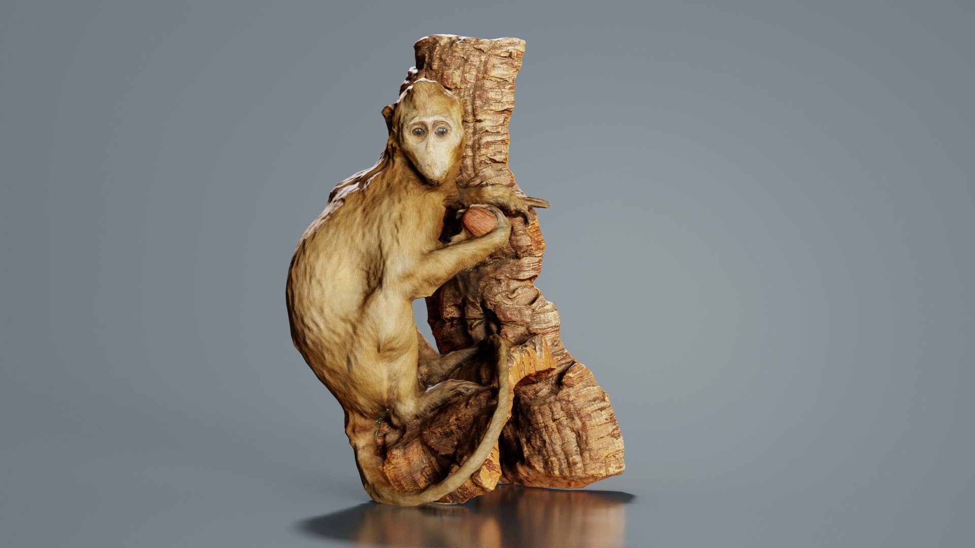 3D Babboon Papio Remastered - TurboSquid 2359793