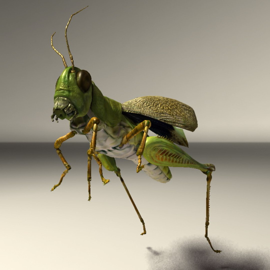 Grasshopper Rigged 3d Model