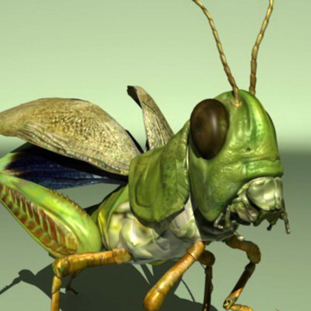 Grasshopper Rigged 3d Model