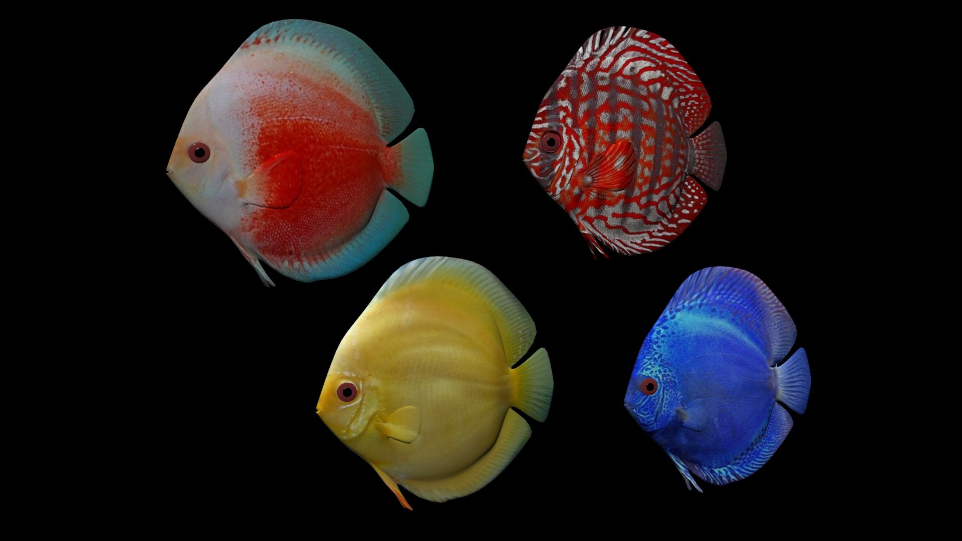 3D Discus Fish - TurboSquid 1232727