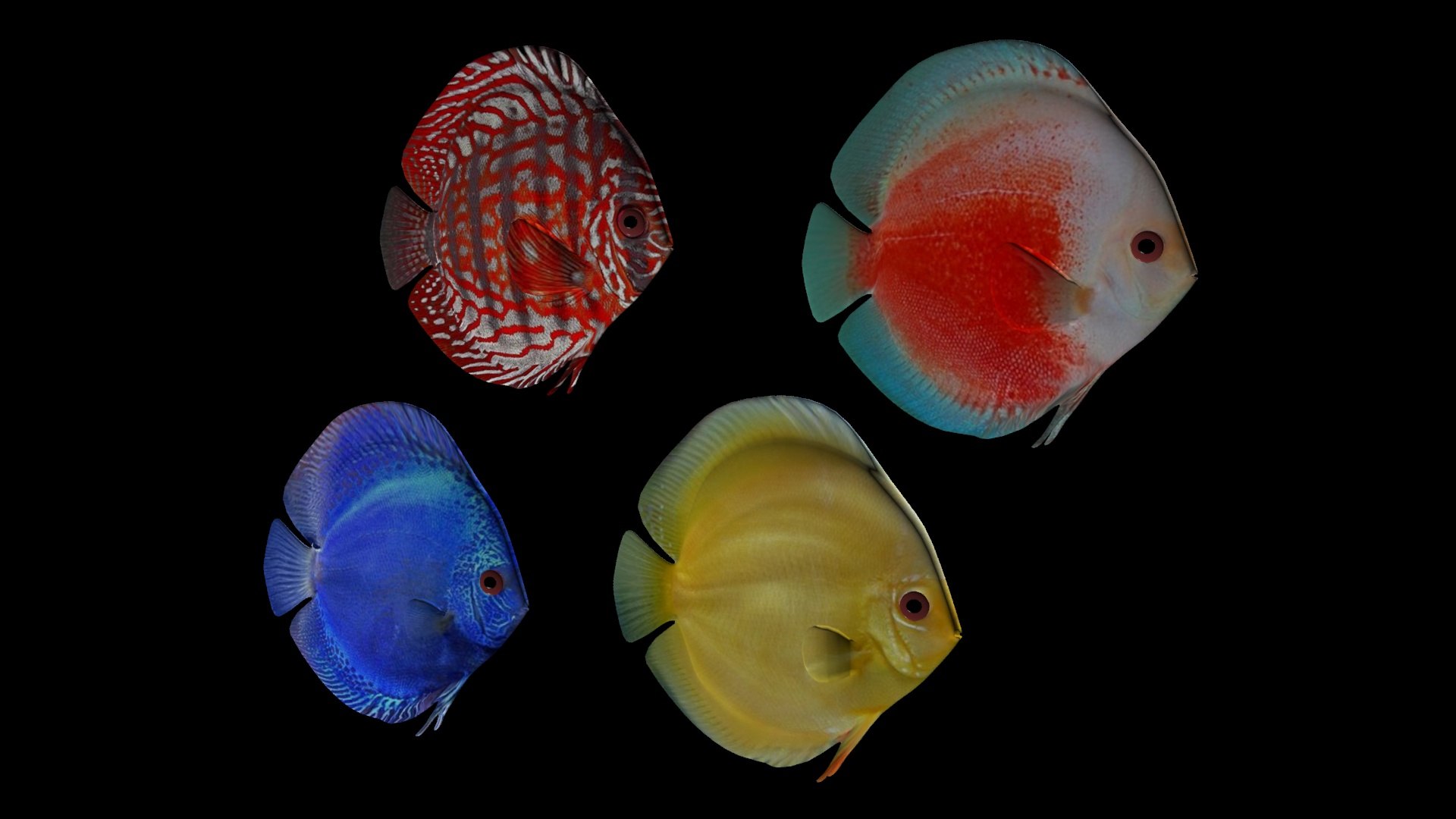 3D Discus Fish - TurboSquid 1232727