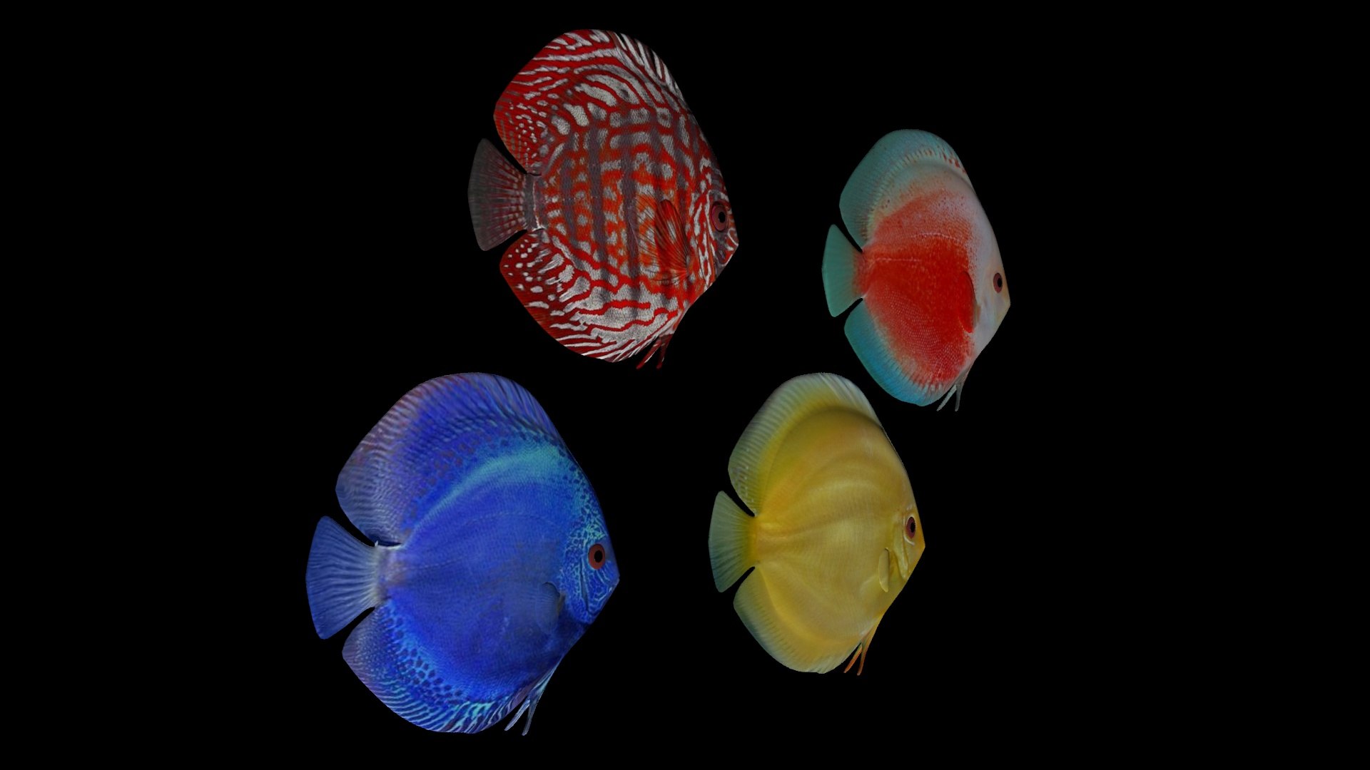3D Discus Fish - TurboSquid 1232727
