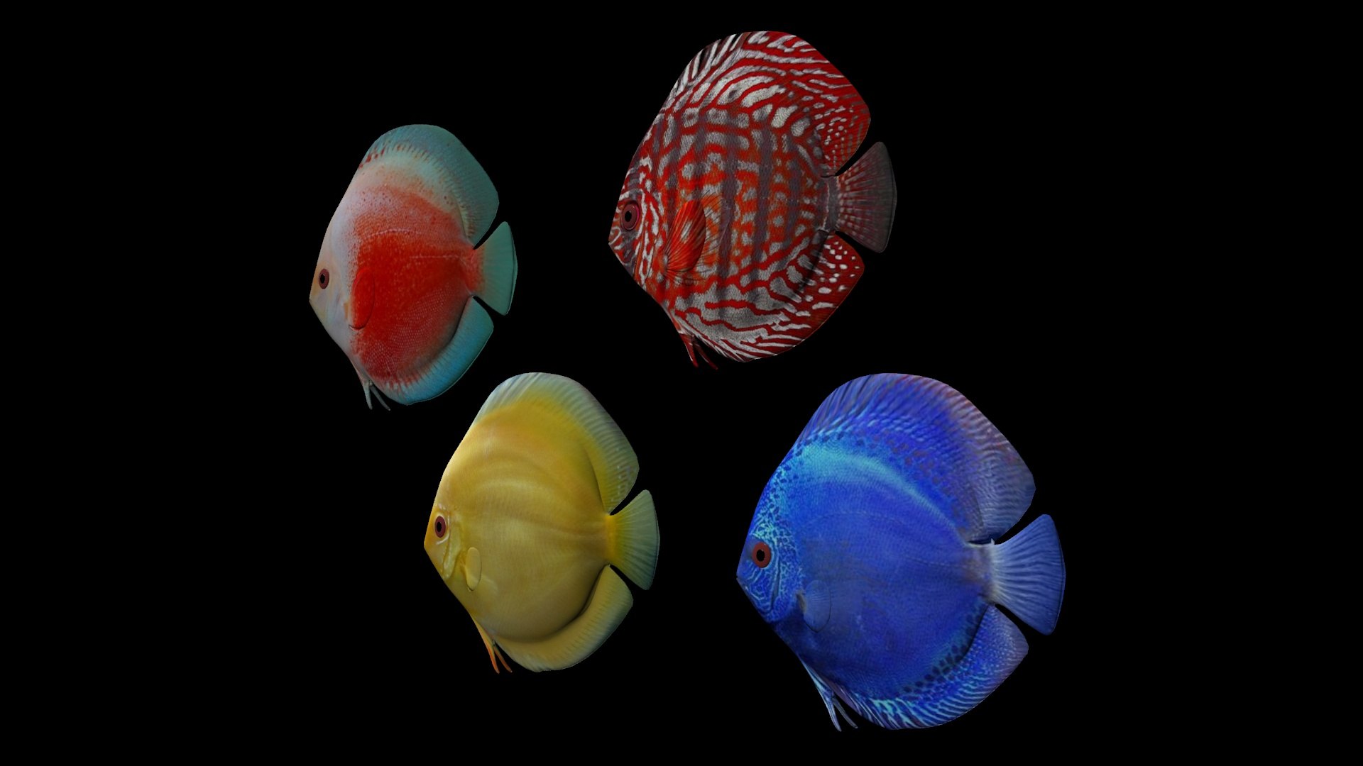 3D Discus Fish - TurboSquid 1232727