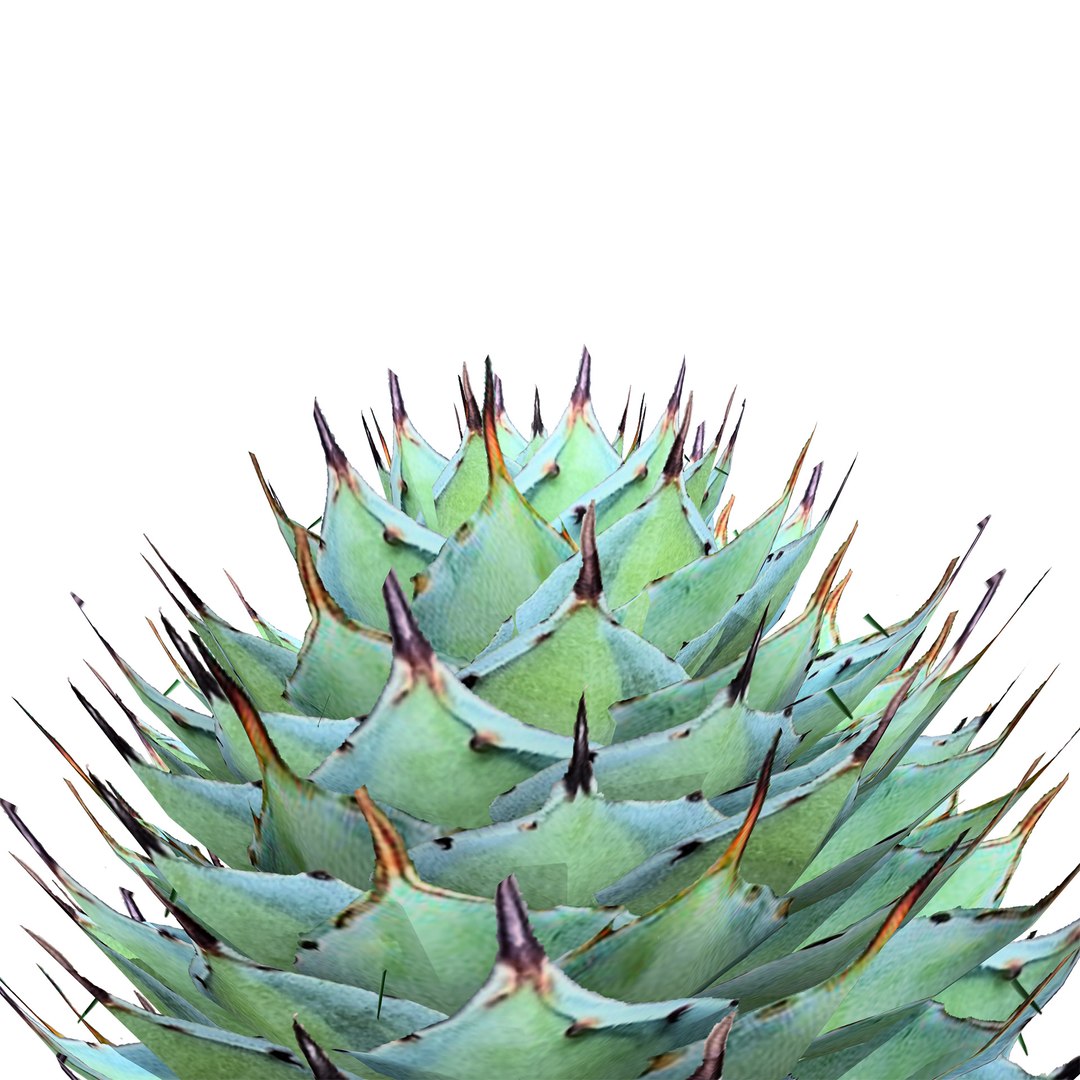 Kalanchoe And Agave Collection Model - TurboSquid 2279149