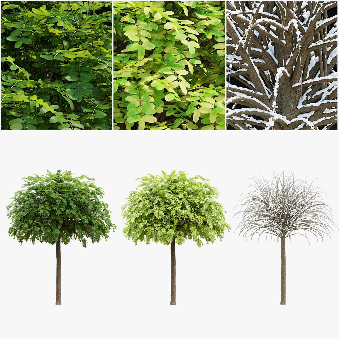 Robinia Pseudoacacia Umbraculifera 3D - TurboSquid 1976367