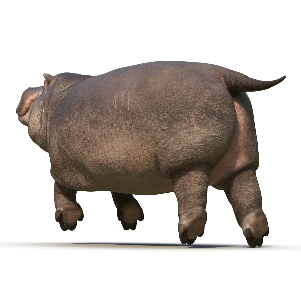 3d model floating hippopotamus