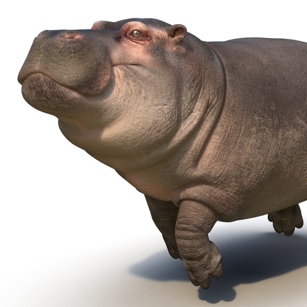 3d model floating hippopotamus