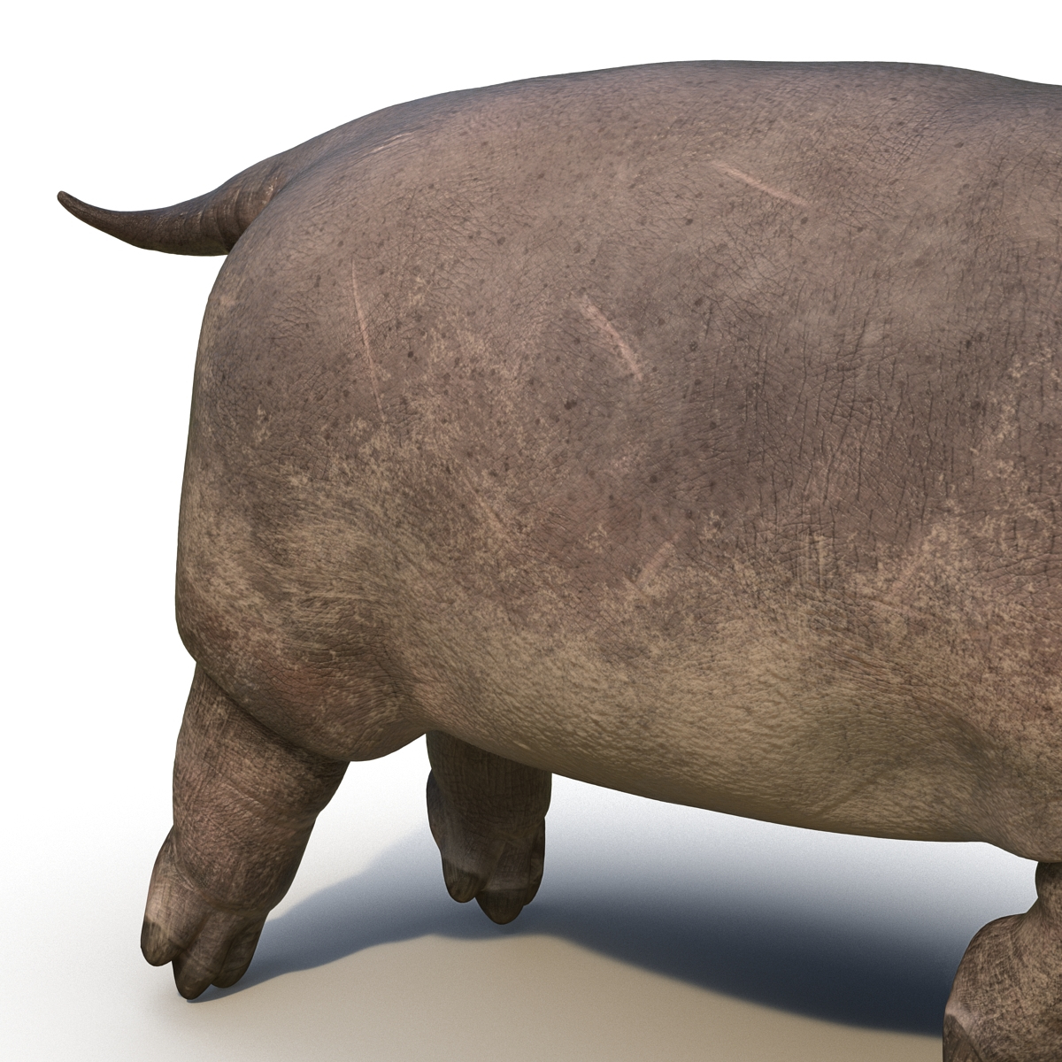 3d model floating hippopotamus