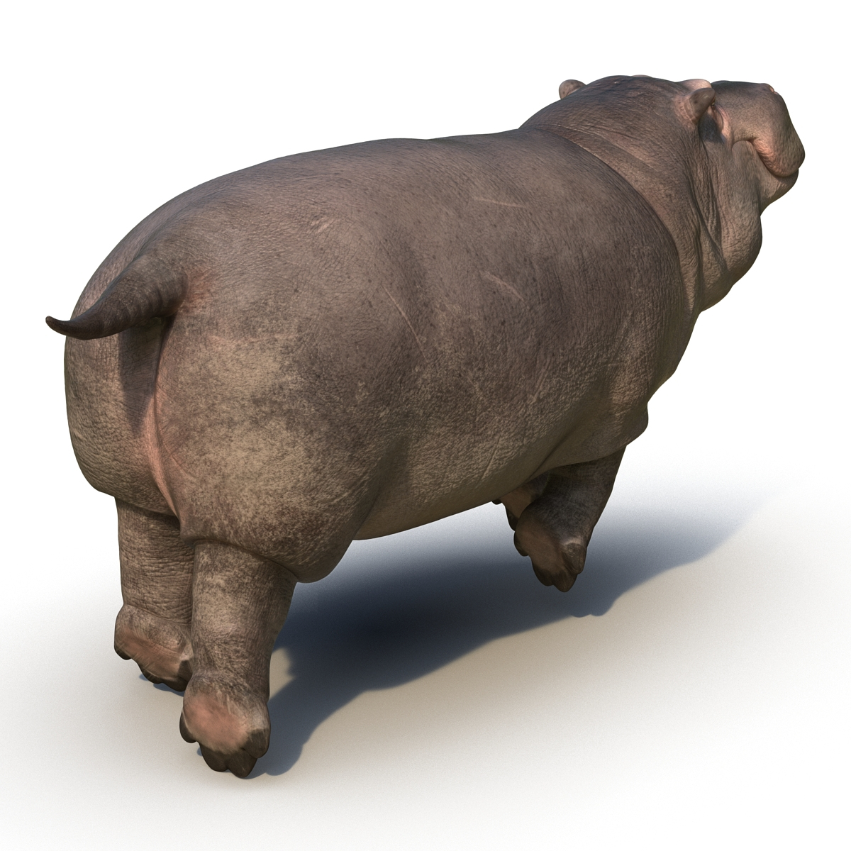 3d model floating hippopotamus