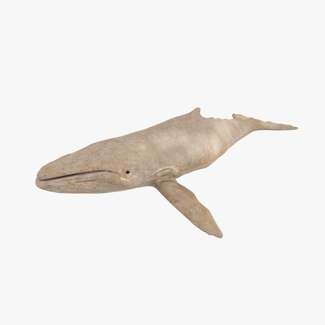 3D White Humpback Whale model - TurboSquid 2059335