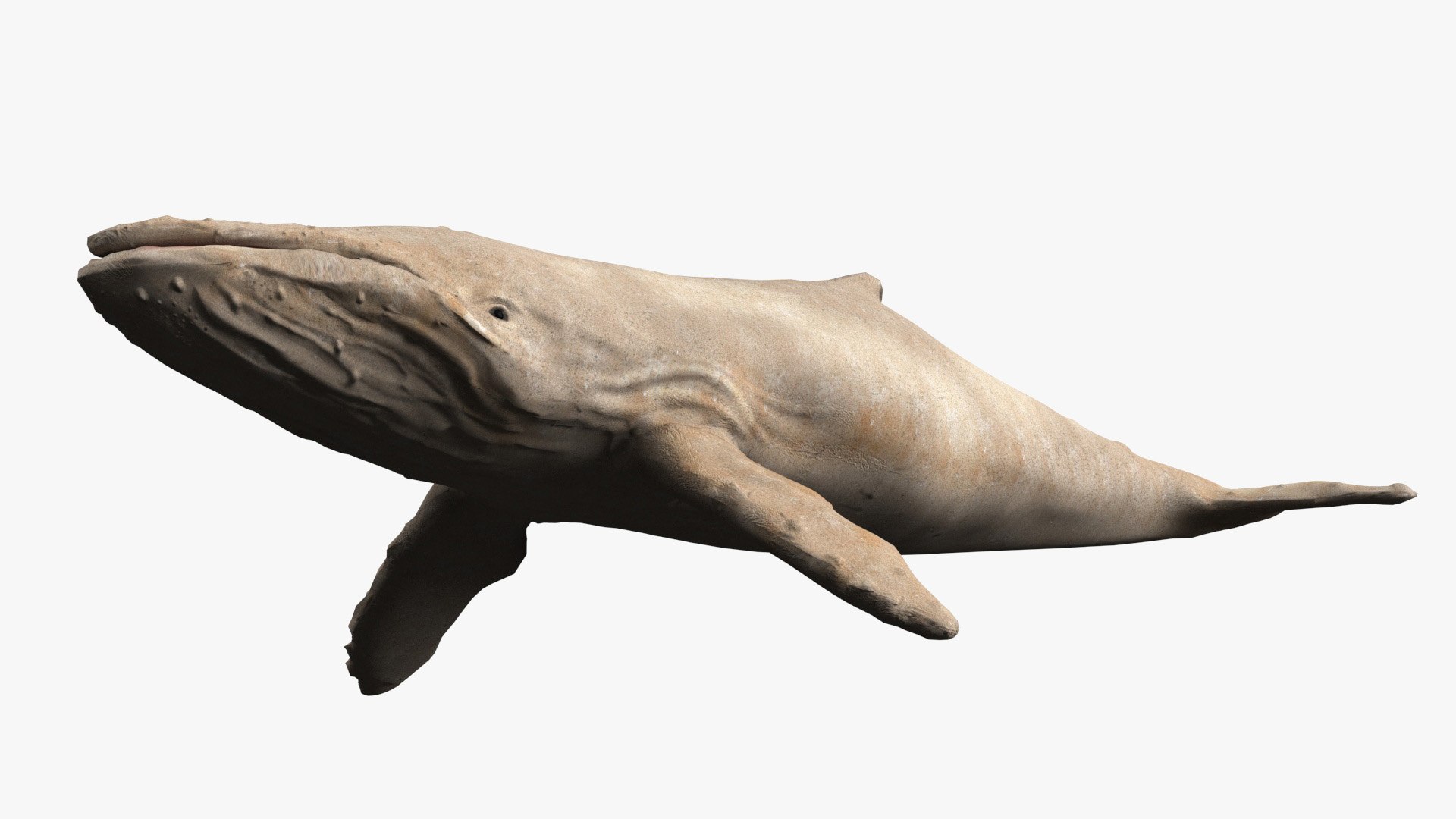 3D White Humpback Whale Model - TurboSquid 2059335