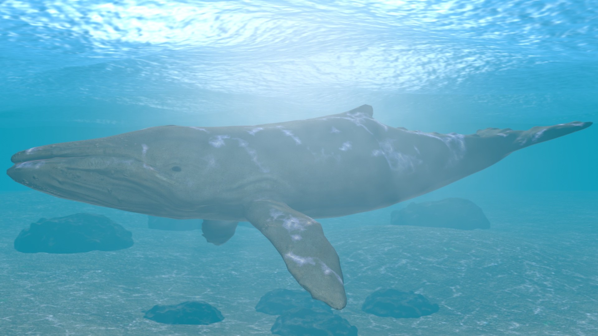 3D White Humpback Whale Model - TurboSquid 2059335