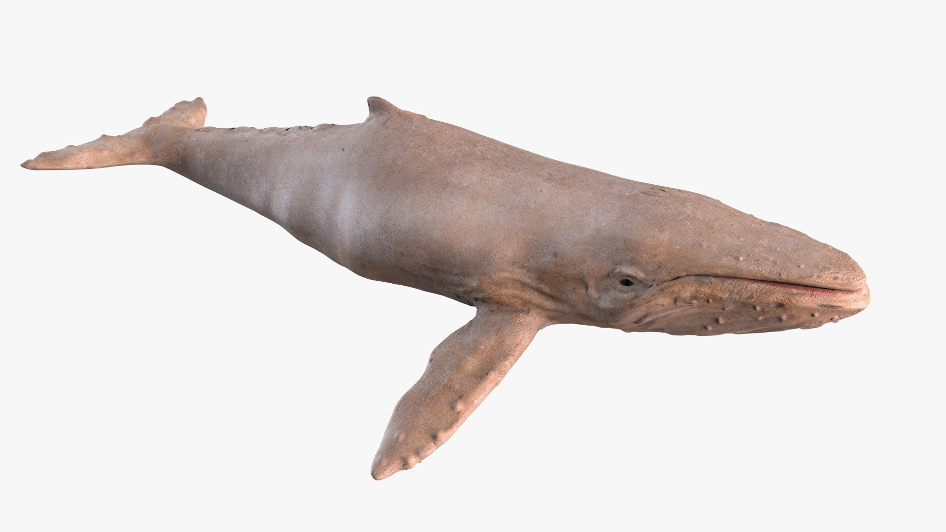 3D White Humpback Whale Model - TurboSquid 2059335