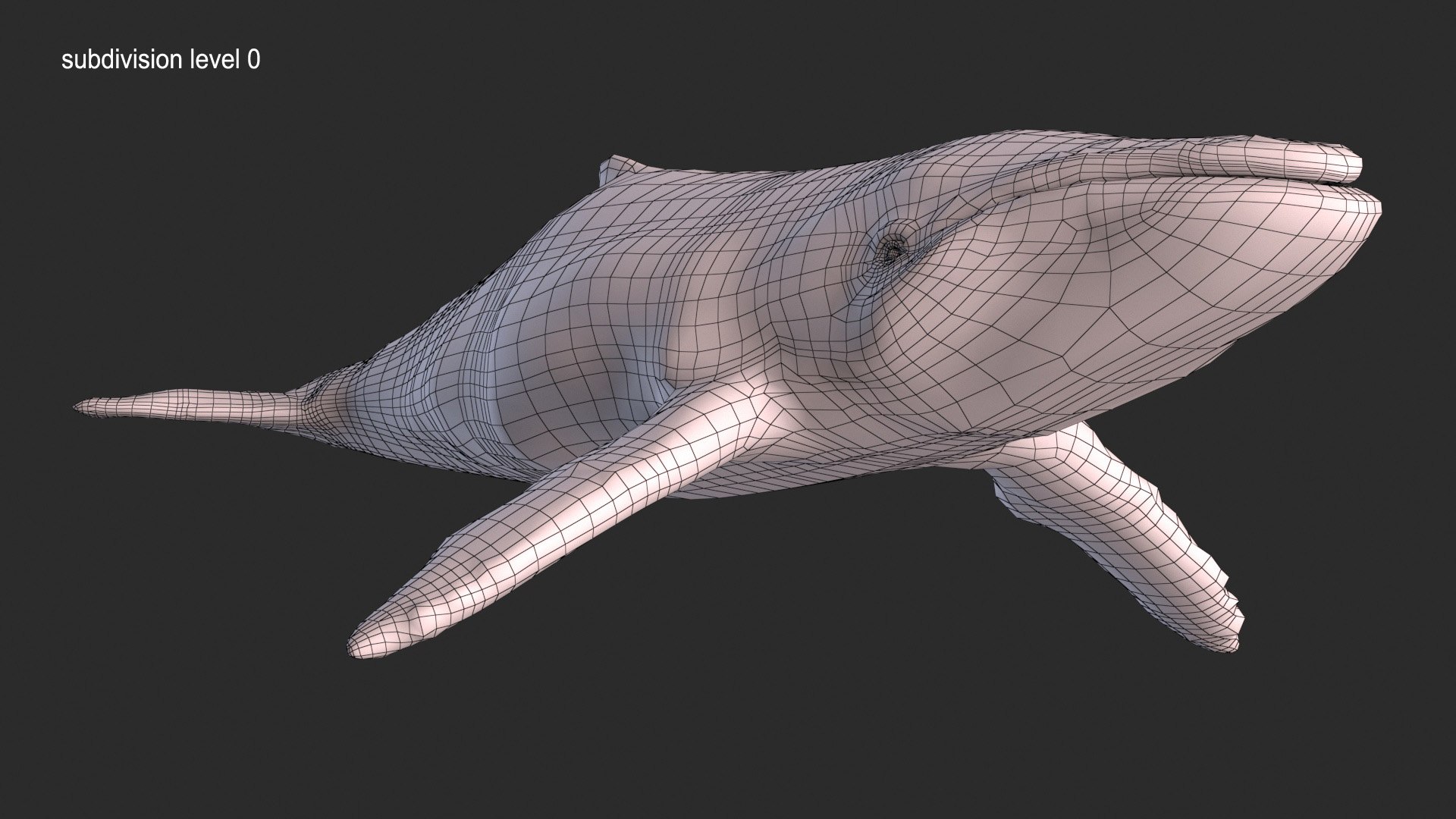 3D White Humpback Whale Model - TurboSquid 2059335