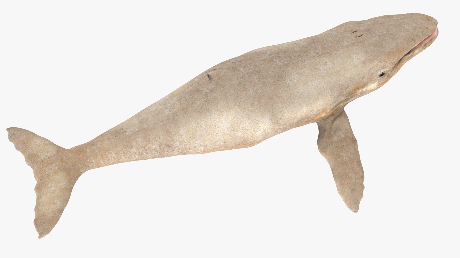 3D White Humpback Whale Model - TurboSquid 2059335