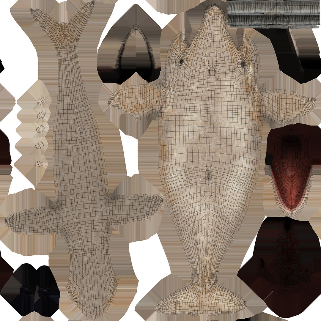 3D White Humpback Whale Model - TurboSquid 2059335