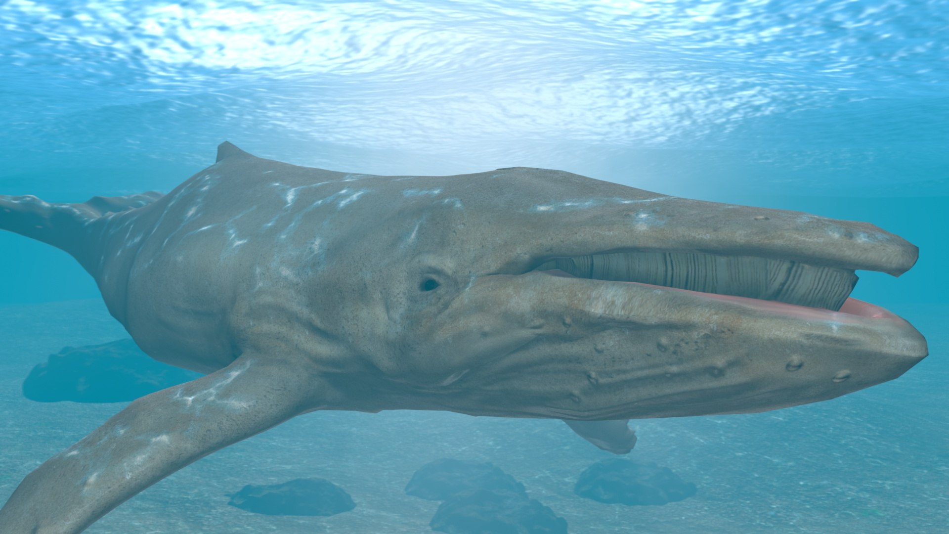 3D White Humpback Whale Model - TurboSquid 2059335