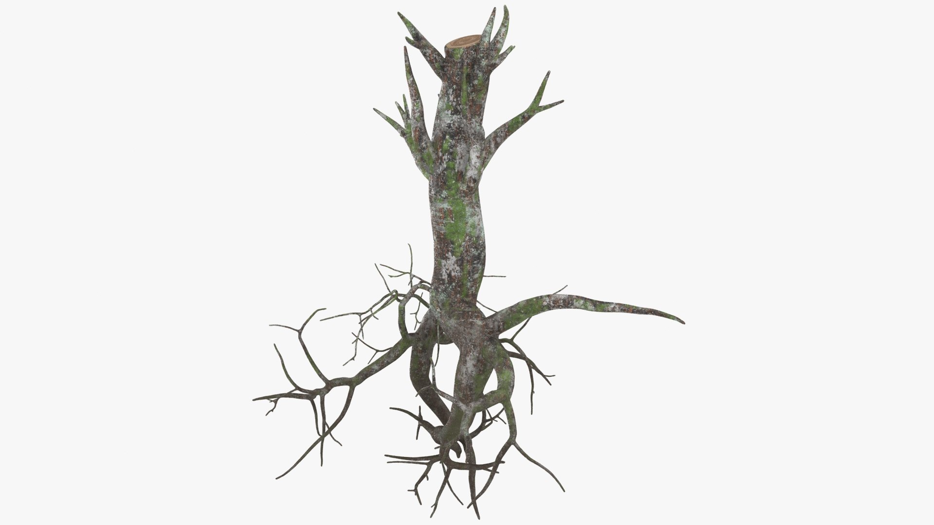 3D Tree Root 03 Color 2 Model - TurboSquid 2148524
