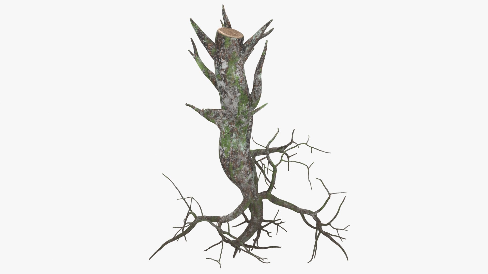 3D Tree Root 03 Color 2 Model - TurboSquid 2148524