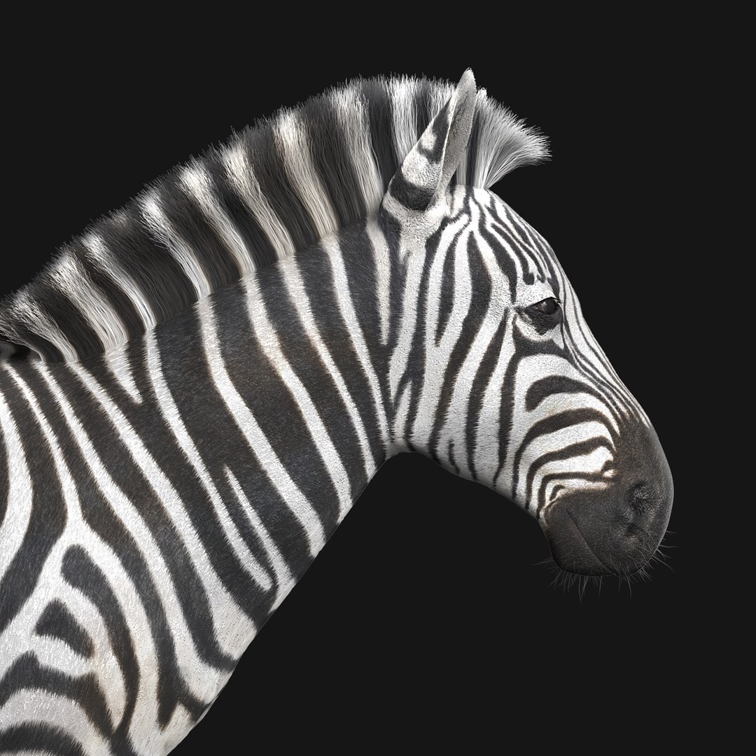 3dsmax Photorealistic Zebra Fur