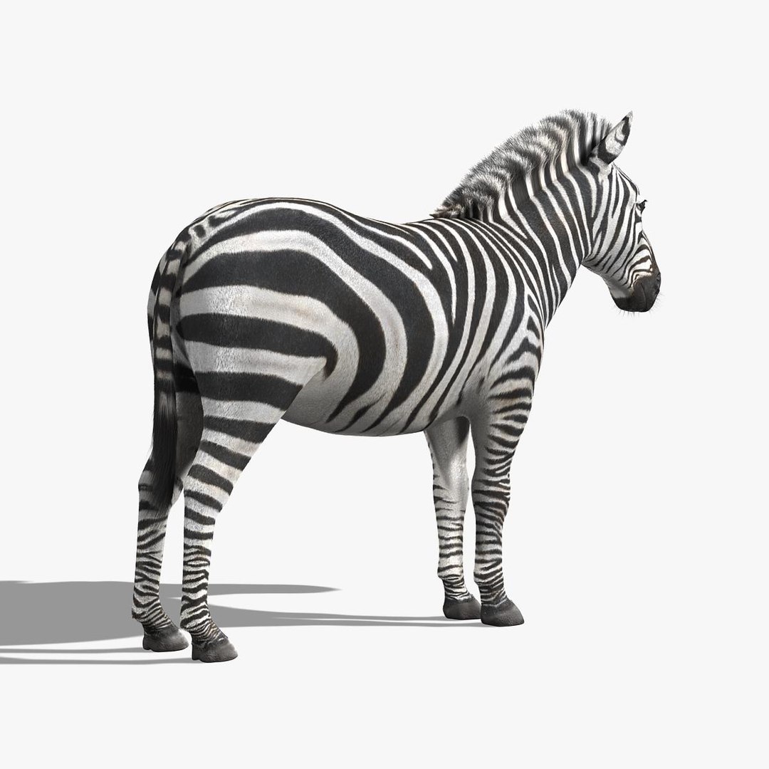 3dsmax Photorealistic Zebra Fur