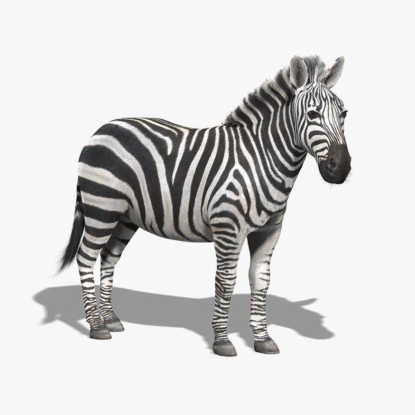 Zebra 3D Models for Download | TurboSquid