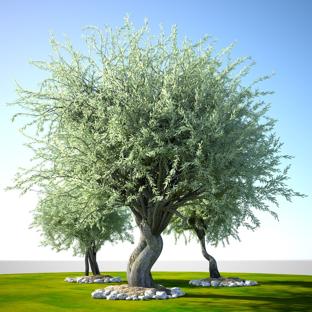 Max Olea Tree Realistic