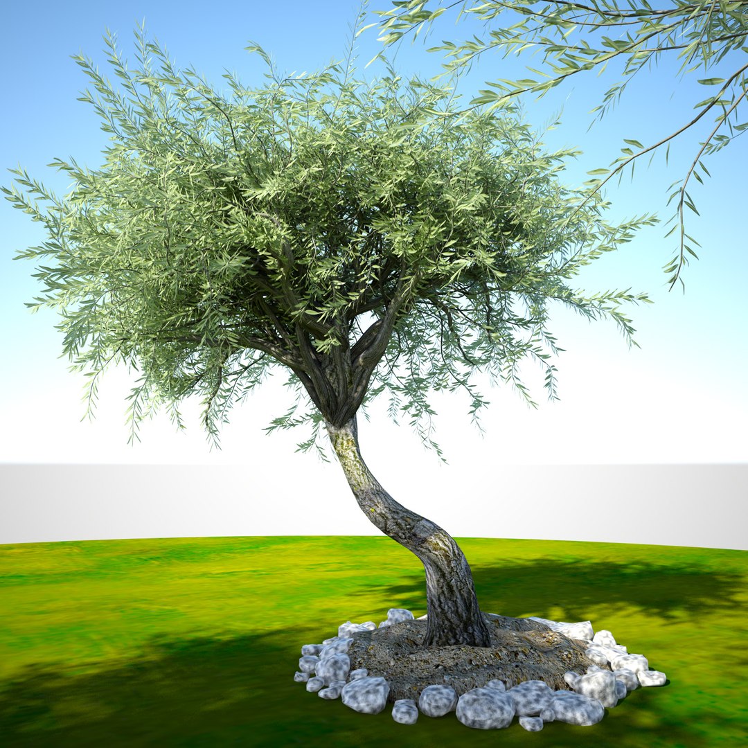 Max Olea Tree Realistic