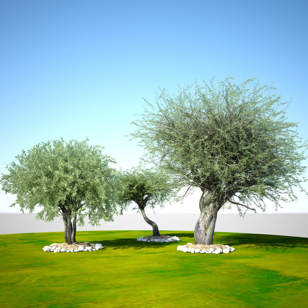 Max Olea Tree Realistic