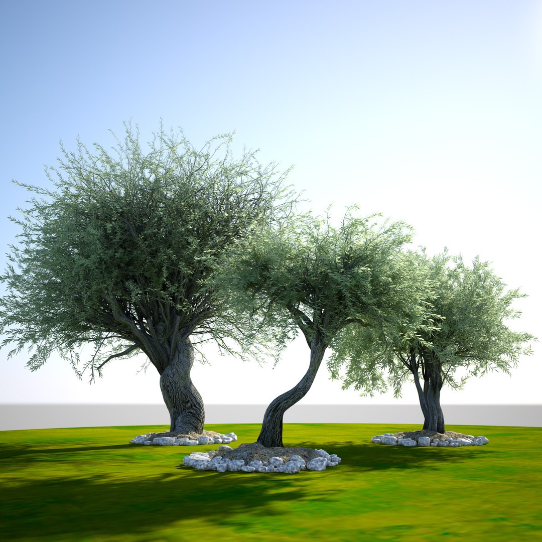Max Olea Tree Realistic